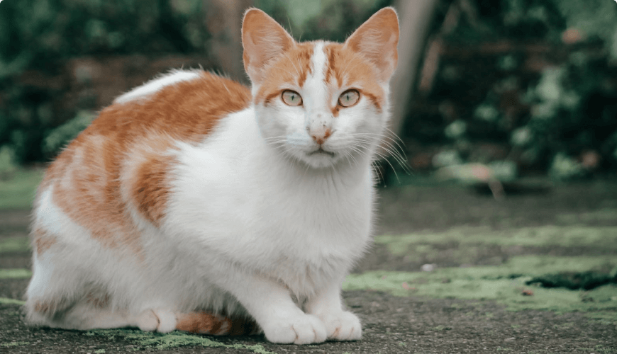 Rambo Cat – Sellenda.com